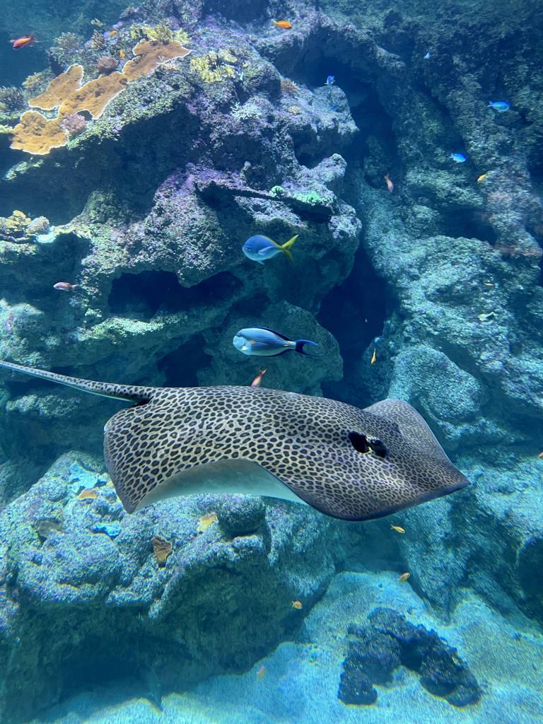 Oceanopolis Aquarium | Le Barracuda & SPA